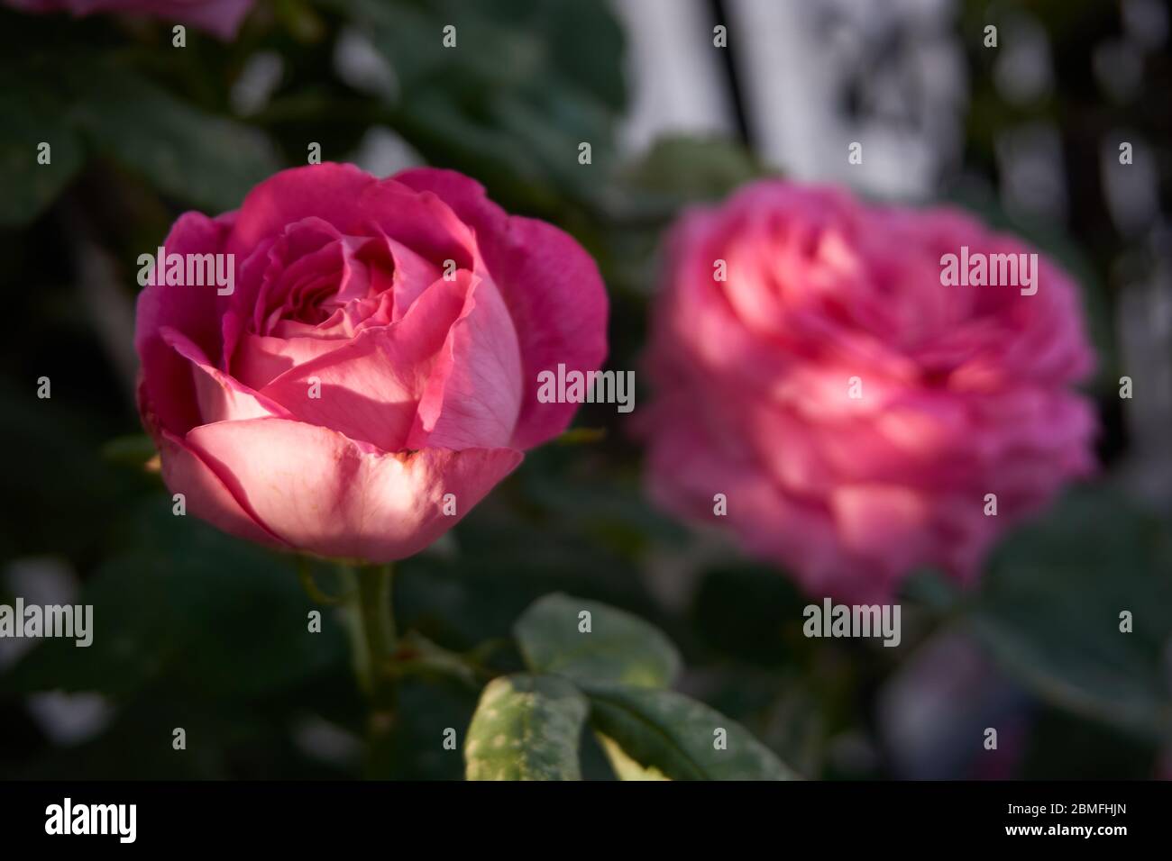 Romantic plan hi-res stock photography and images - Alamy