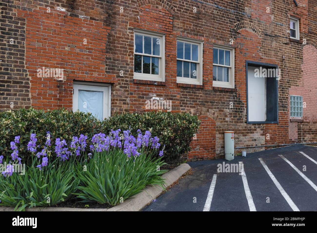Exterior wall of an old brick building with beautiful purple irises ...