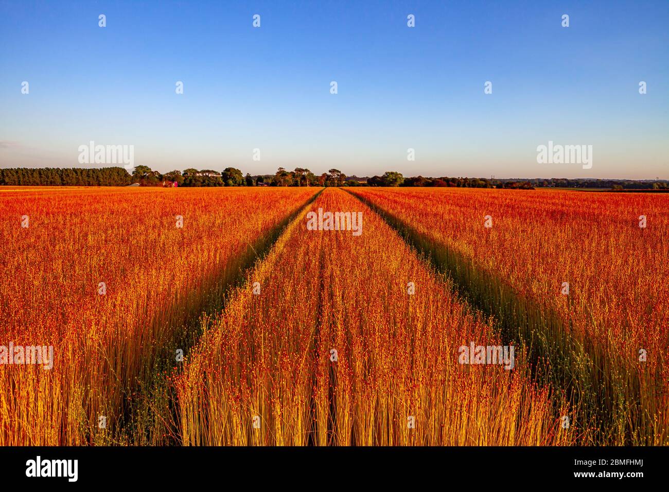 Flax Fields High Resolution Stock Photography and Images - Alamy