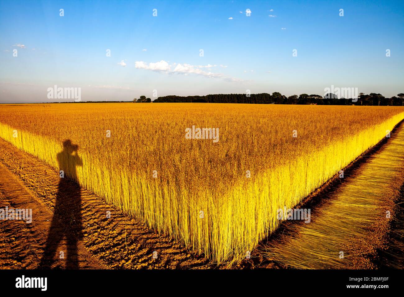 Flax Fields High Resolution Stock Photography and Images - Alamy
