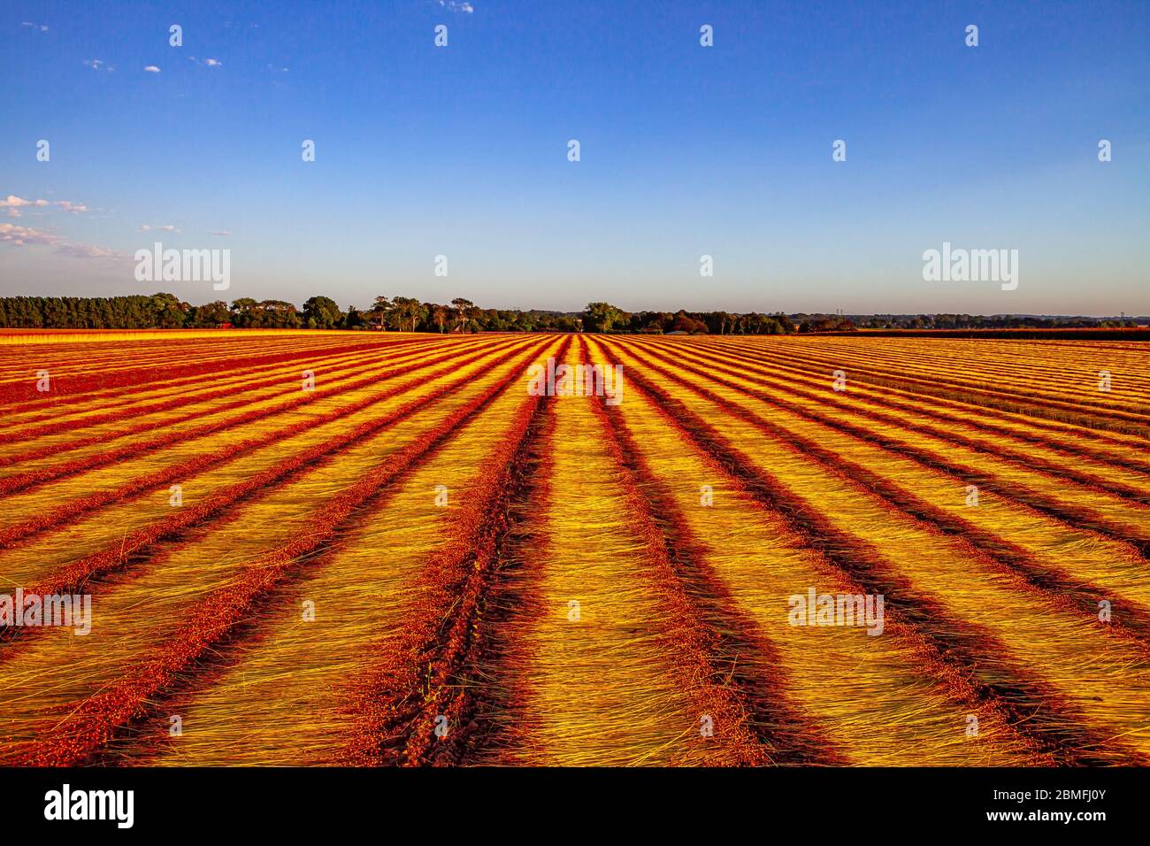 Flax Fields High Resolution Stock Photography and Images - Alamy