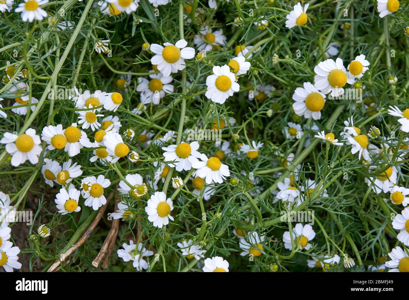 Beautiful daisy flowers in nature Stock Photo - Alamy