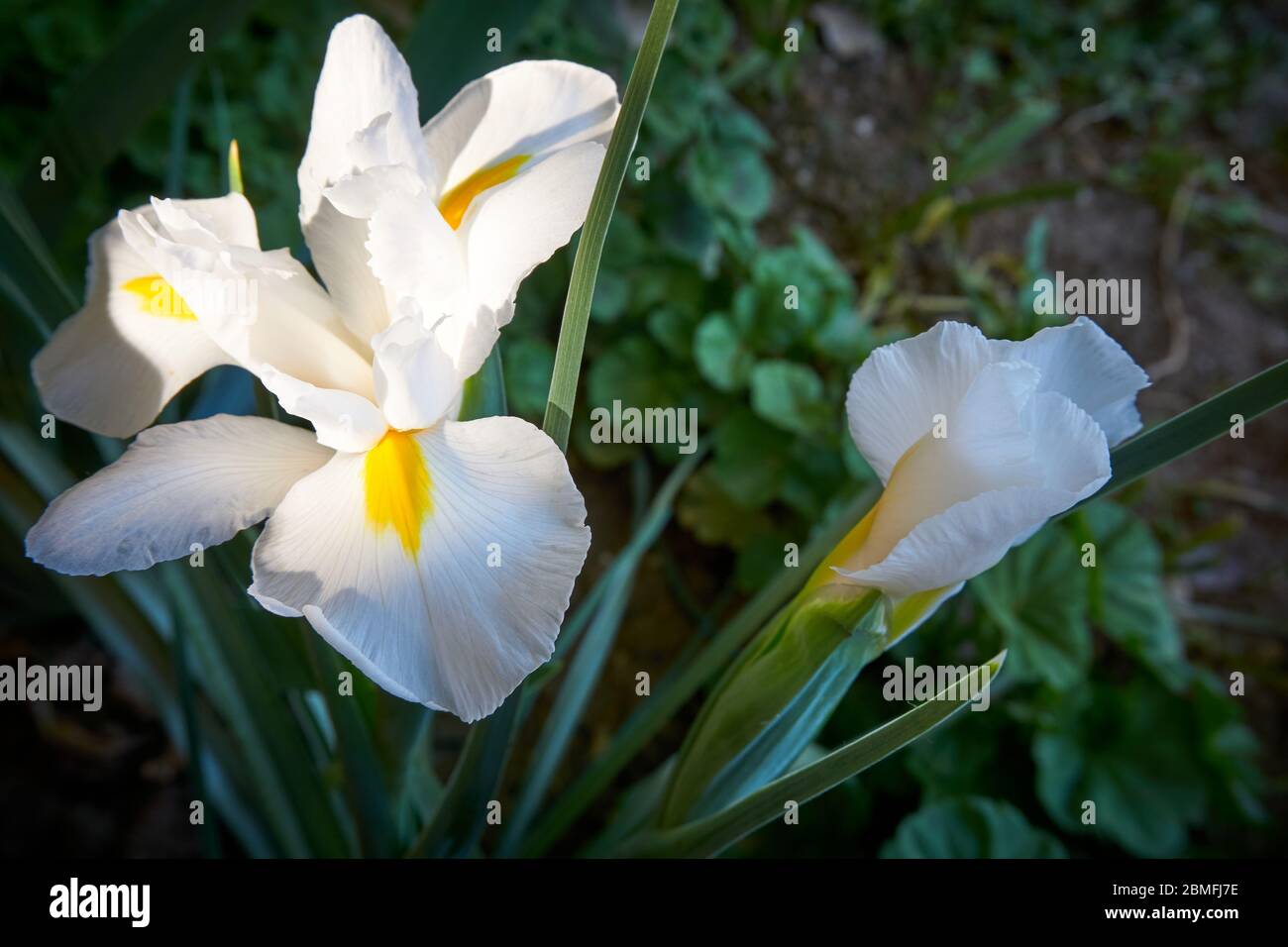 White iris bouquet hi-res stock photography and images - Alamy