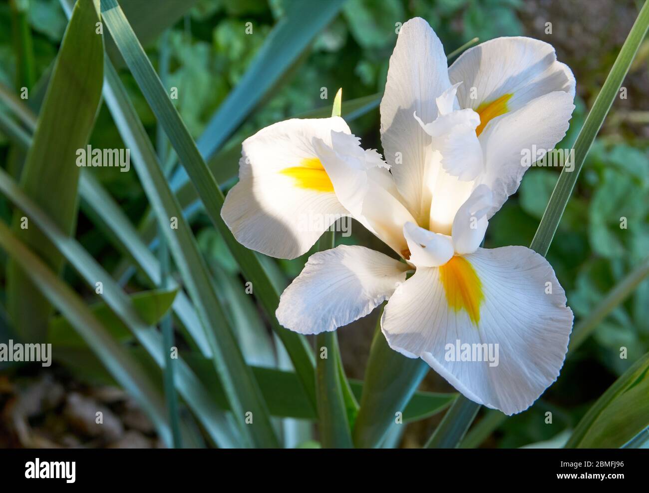 White iris bouquet hi-res stock photography and images - Alamy