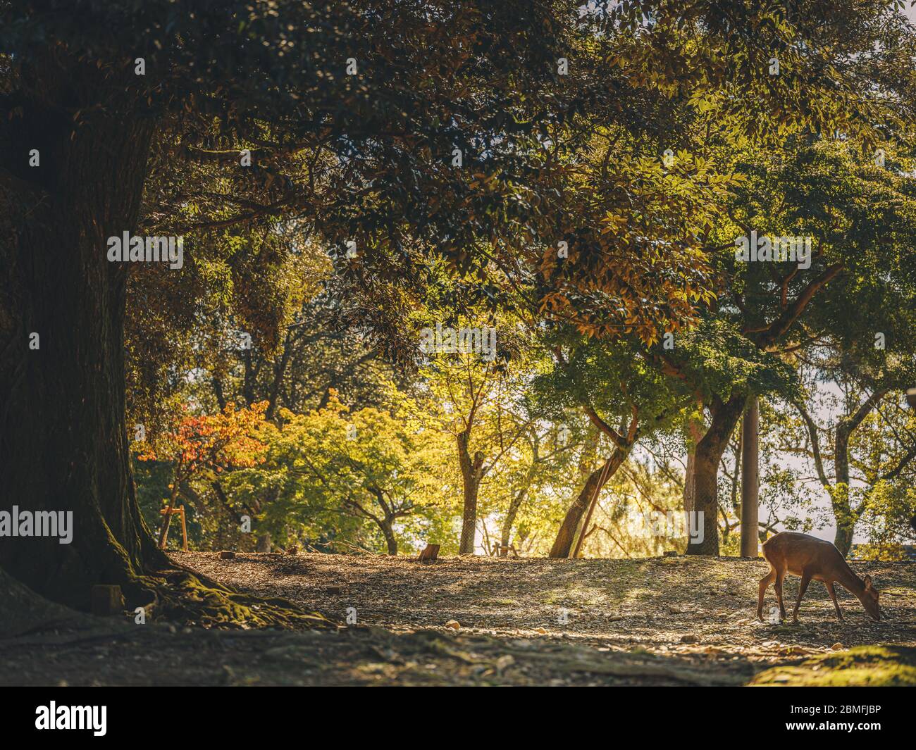 Nara deer in wild at the Nara park in Japan Stock Photo - Alamy