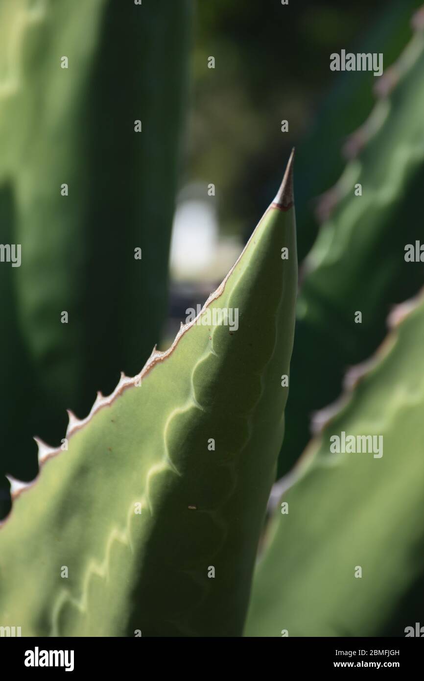 Sharp Leaf Edges High Resolution Stock Photography and Images - Alamy