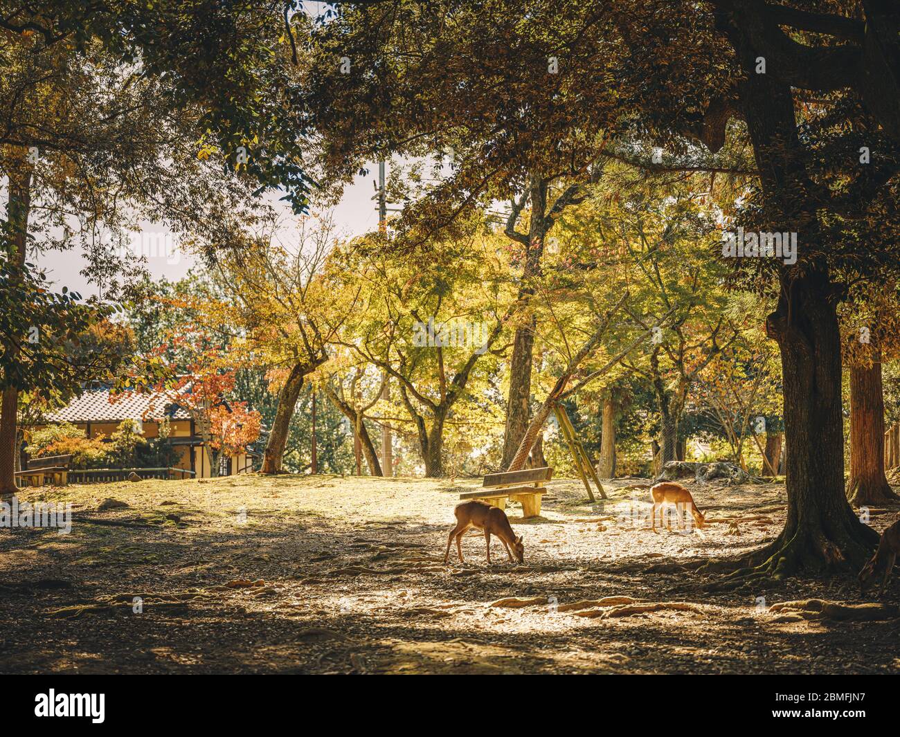 Nara deer in wild at the Nara park in Japan Stock Photo - Alamy