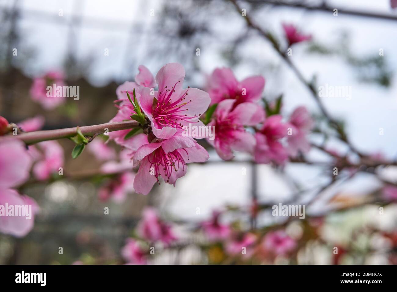 Spring plan hi-res stock photography and images - Alamy