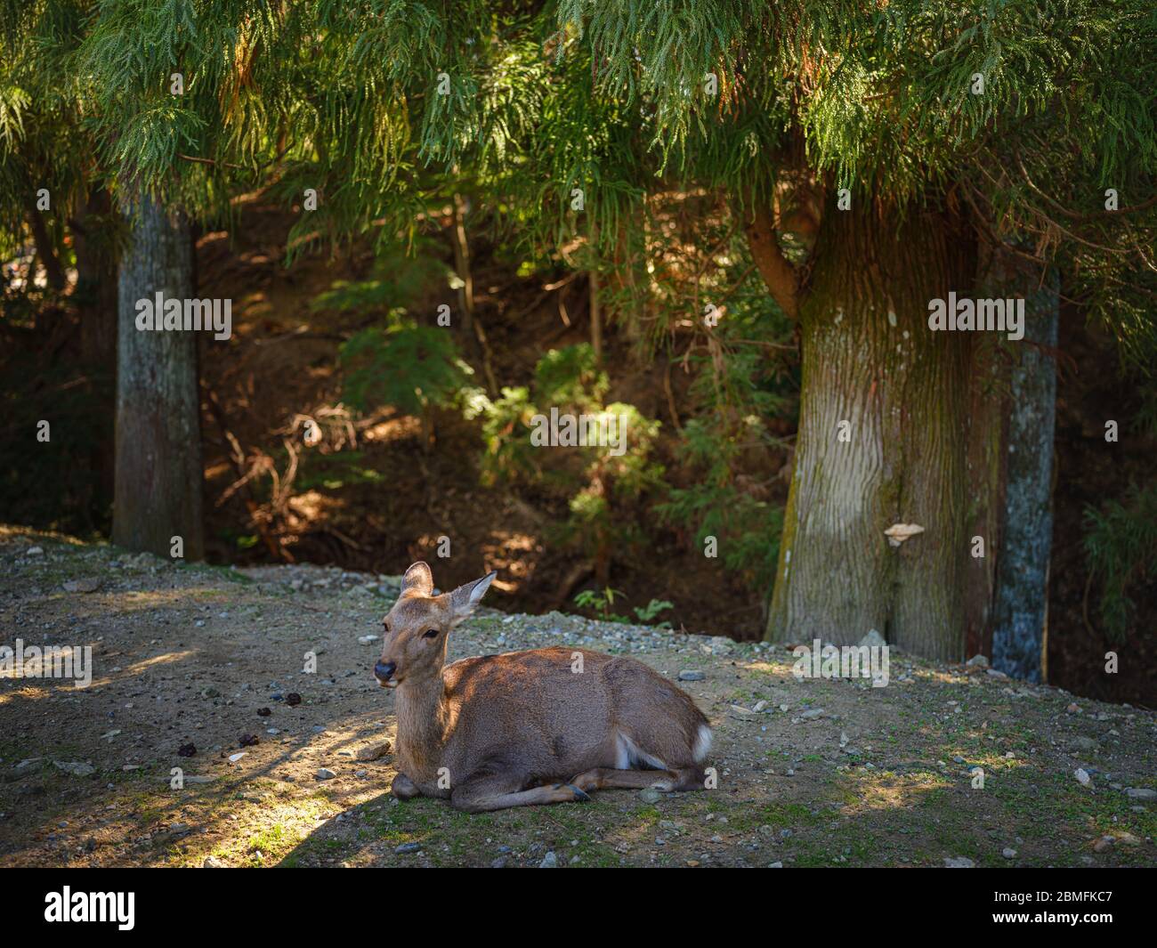 Nara deer in wild at the Nara park in Japan Stock Photo - Alamy