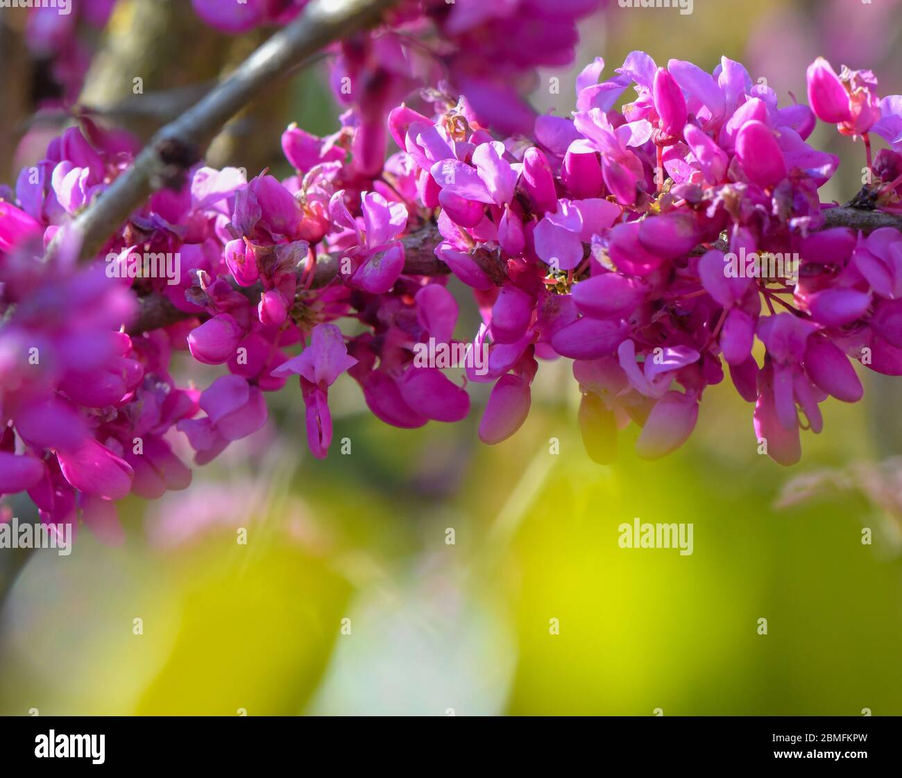 Cercis chinensis hi-res stock photography and images - Alamy