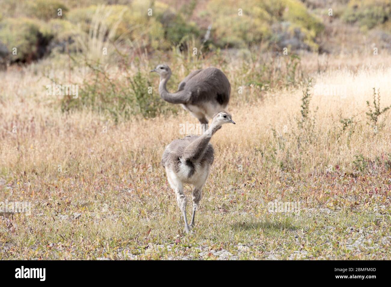 Lesser Rhea, or Darwin's Rhea, on the Steppe grass of Patagonia, Chile ...