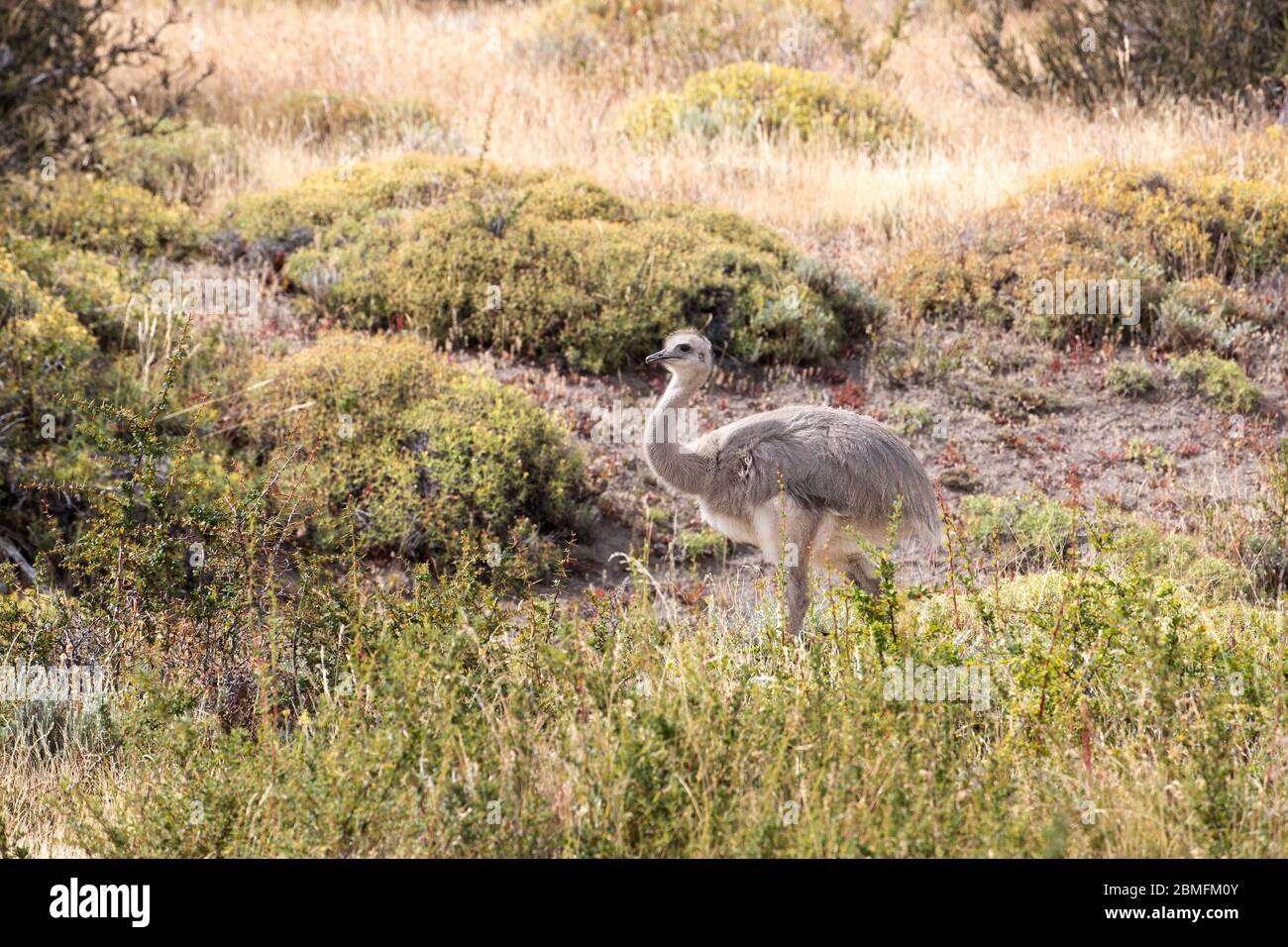 Lesser rhea hi-res stock photography and images - Alamy