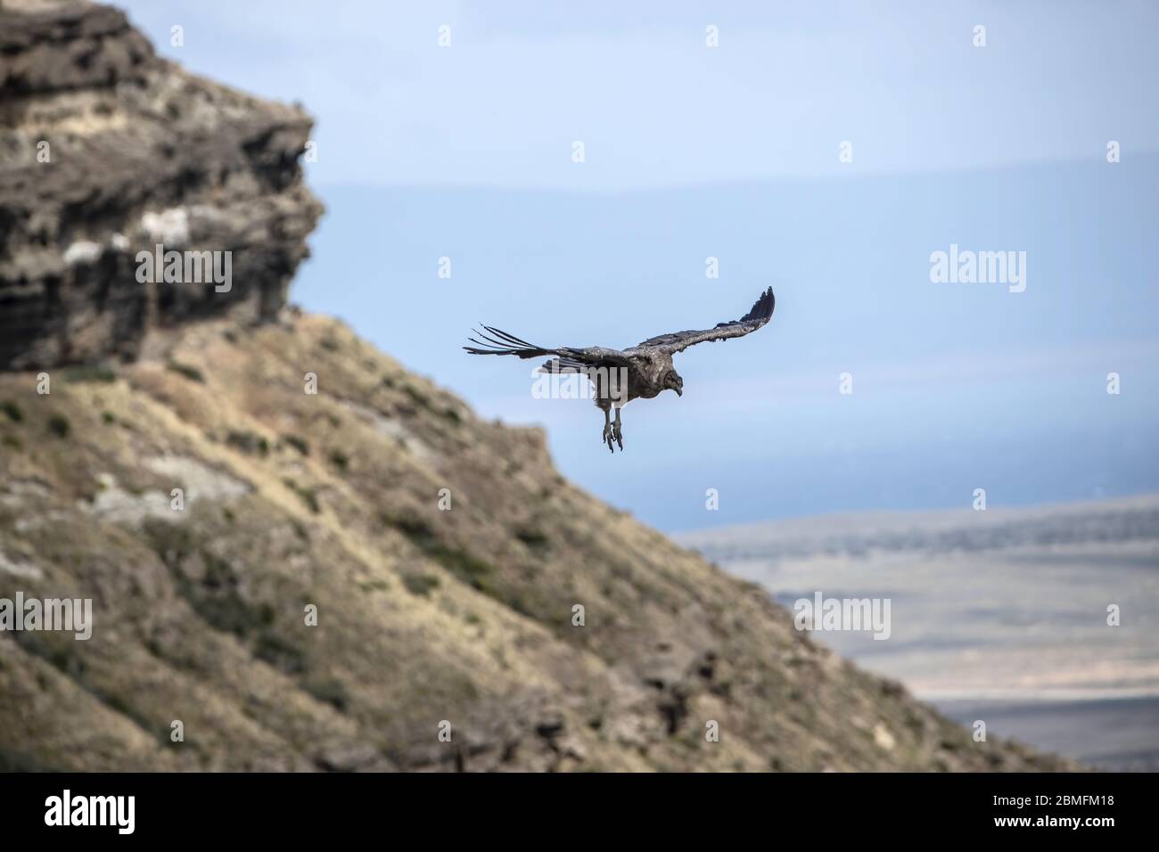 A Condor in flight over a cliff edge, Patagonia, Chile, South America ...