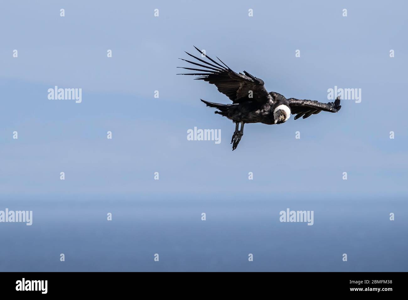 Condors in flight, Patagonia, Chile, South America Stock Photo - Alamy