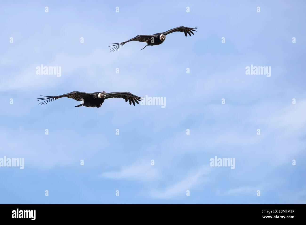 Pair of Condors in flight against a blue sky, Patagonia, Chile, South ...