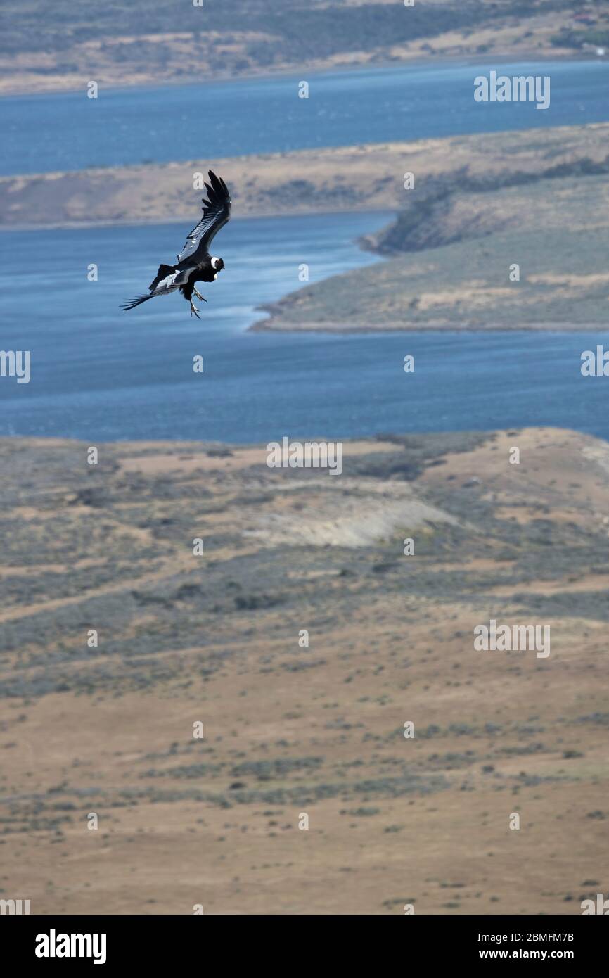 Condors in flight, Patagonia, Chile, South America Stock Photo - Alamy