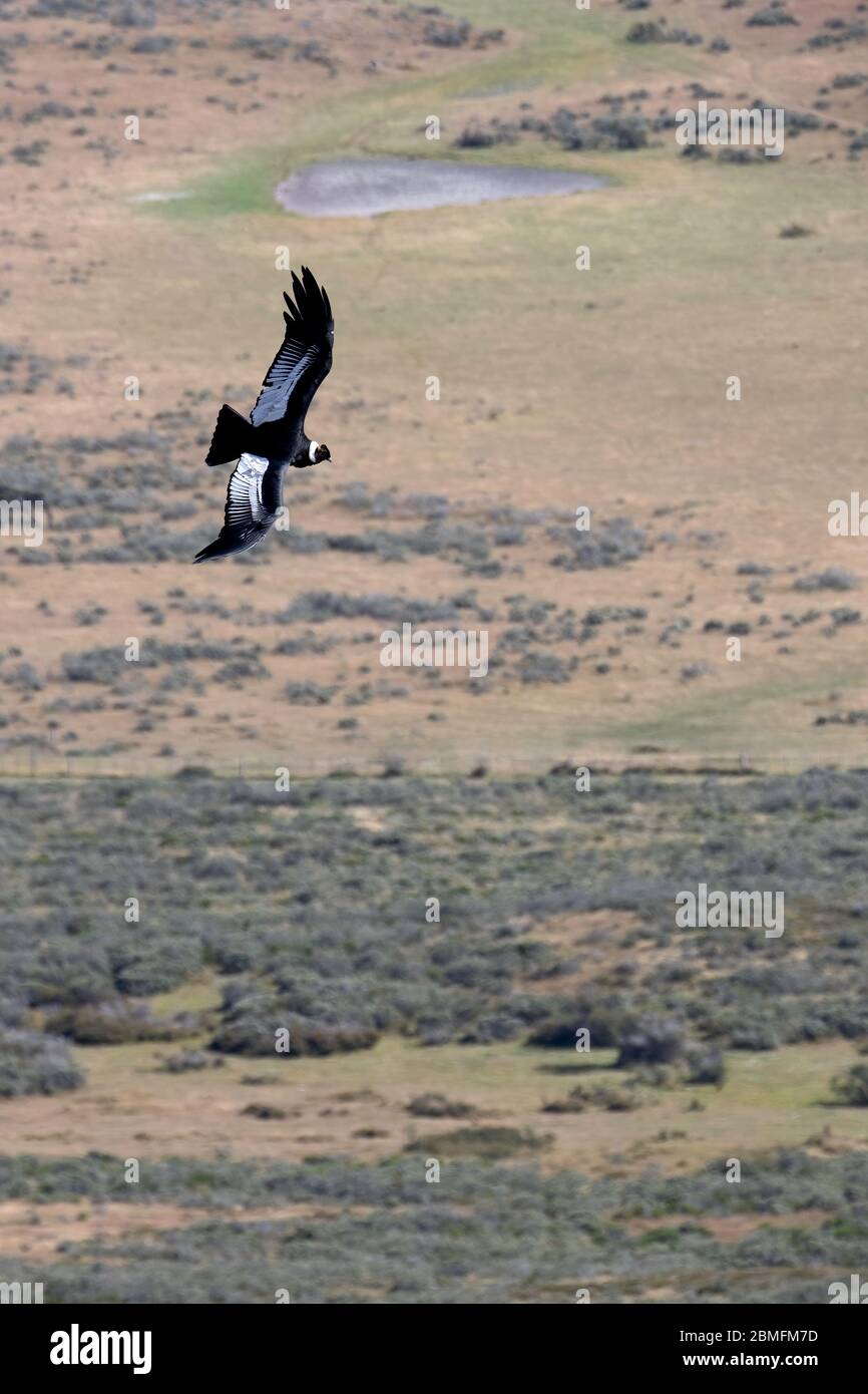 Condors in flight, Patagonia, Chile, South America Stock Photo - Alamy