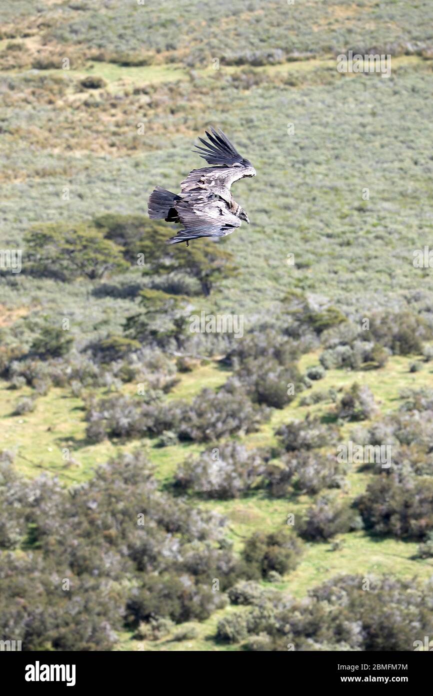 Condors in flight, Patagonia, Chile, South America Stock Photo - Alamy
