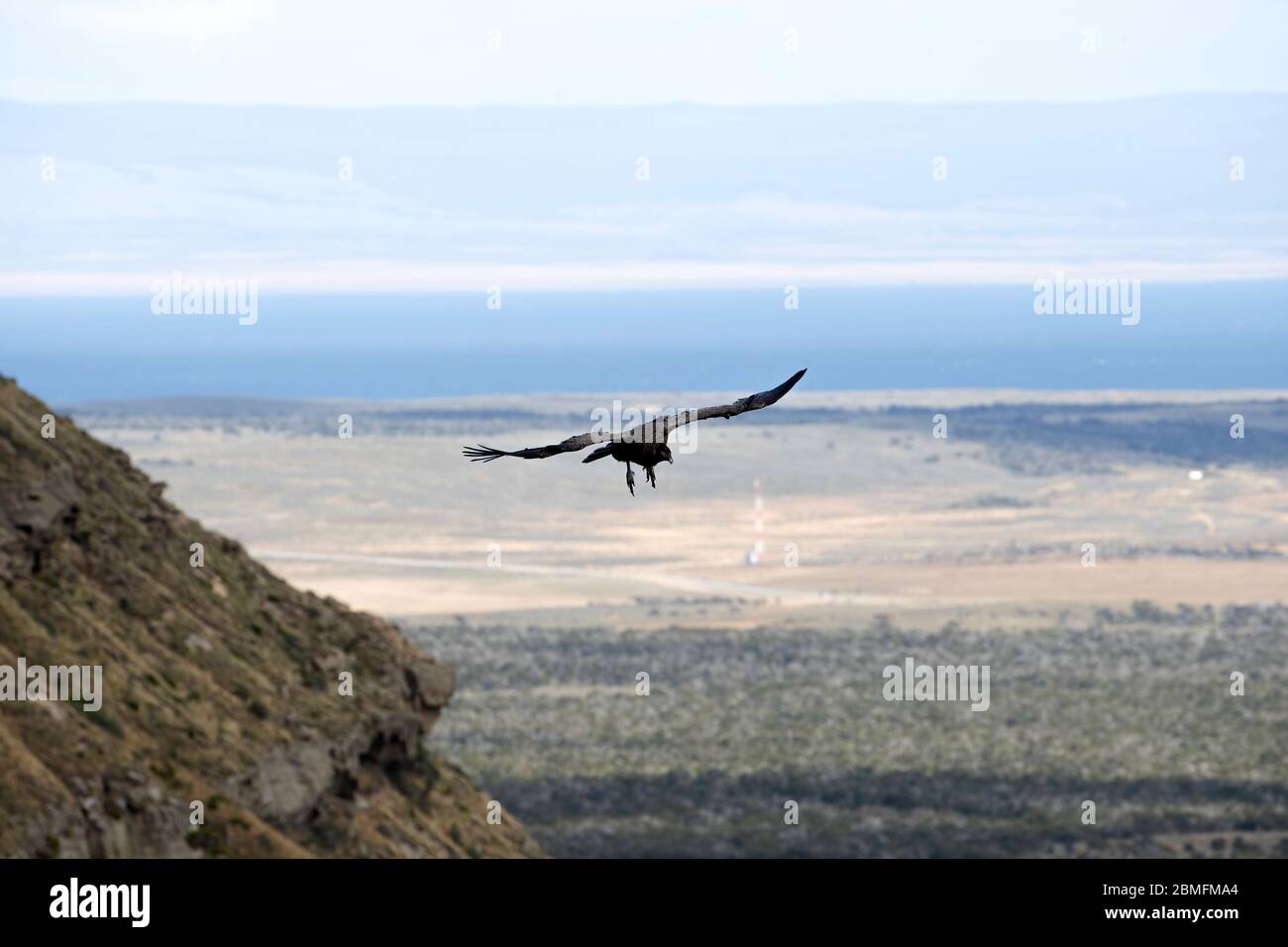 A Condor in flight over a cliff edge, Patagonia, Chile, South America ...