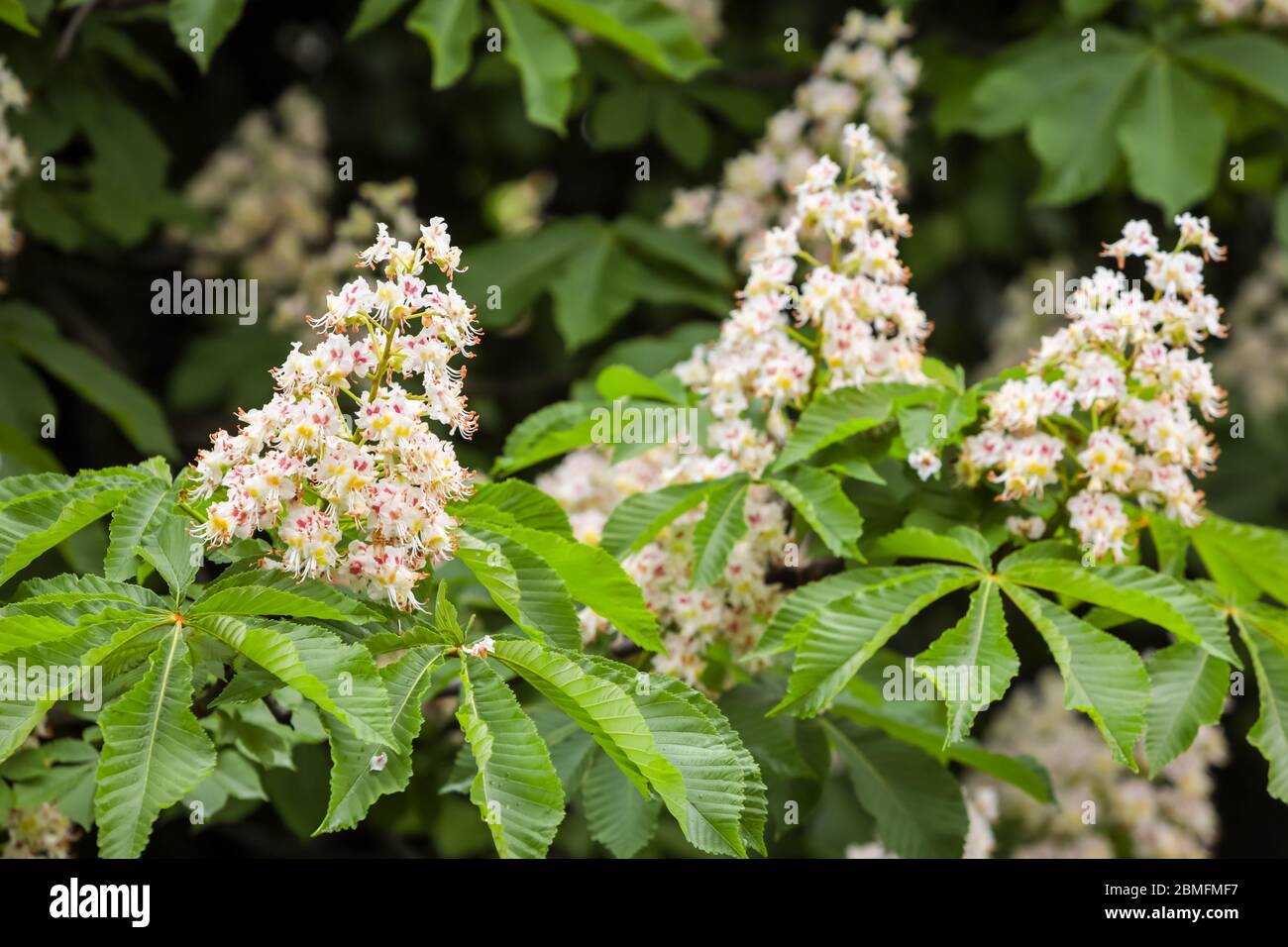 Detail of a white blooming flowers of European horse chestnut tree ...