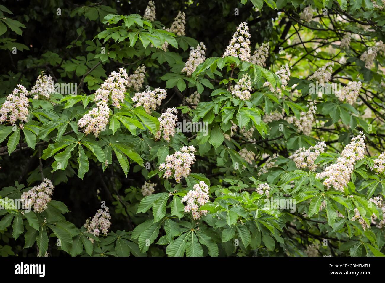 Chestnut leaves chestnuts large hi-res stock photography and images - Alamy