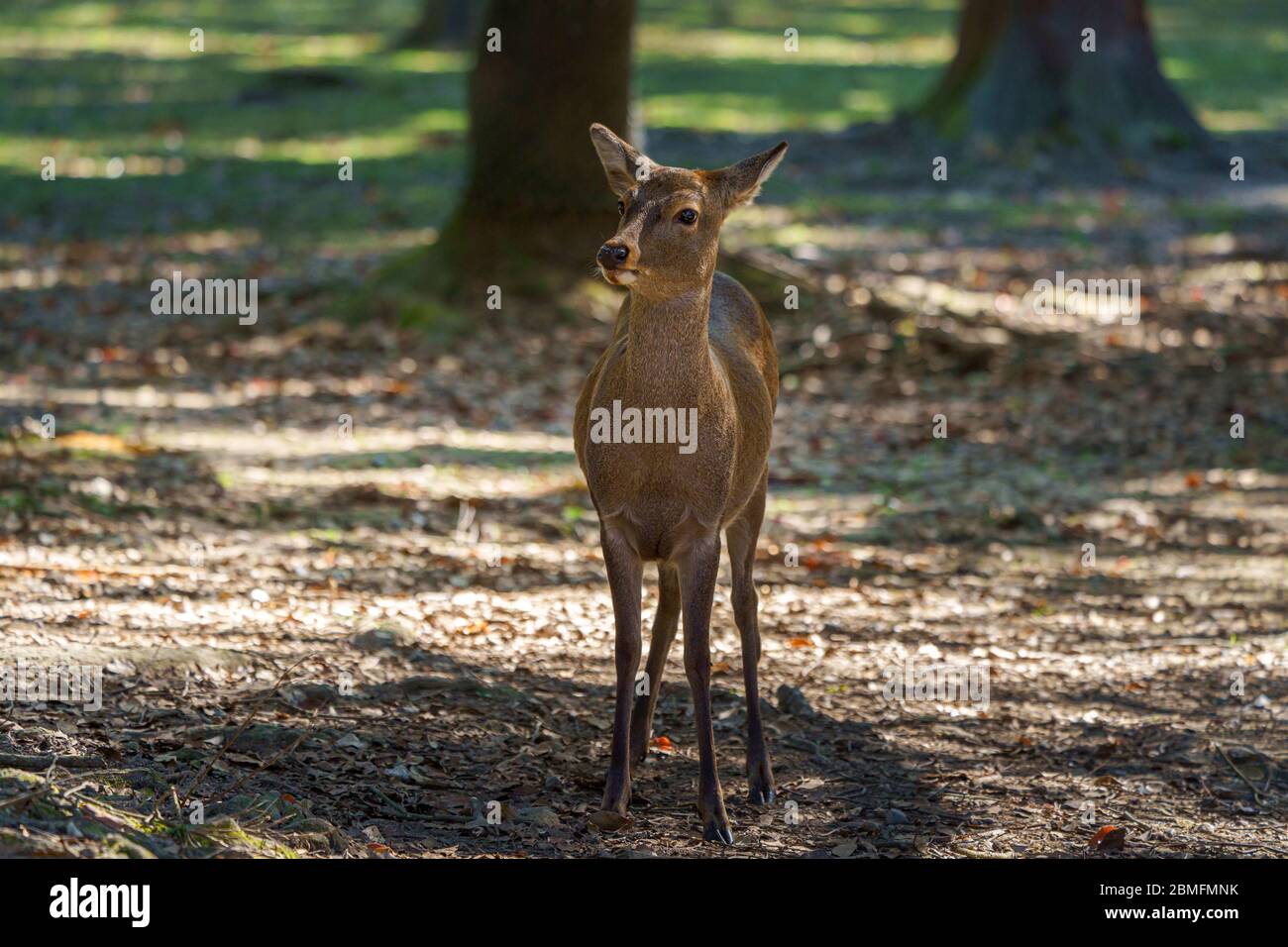 Nara deer in wild at the Nara park in Japan Stock Photo - Alamy