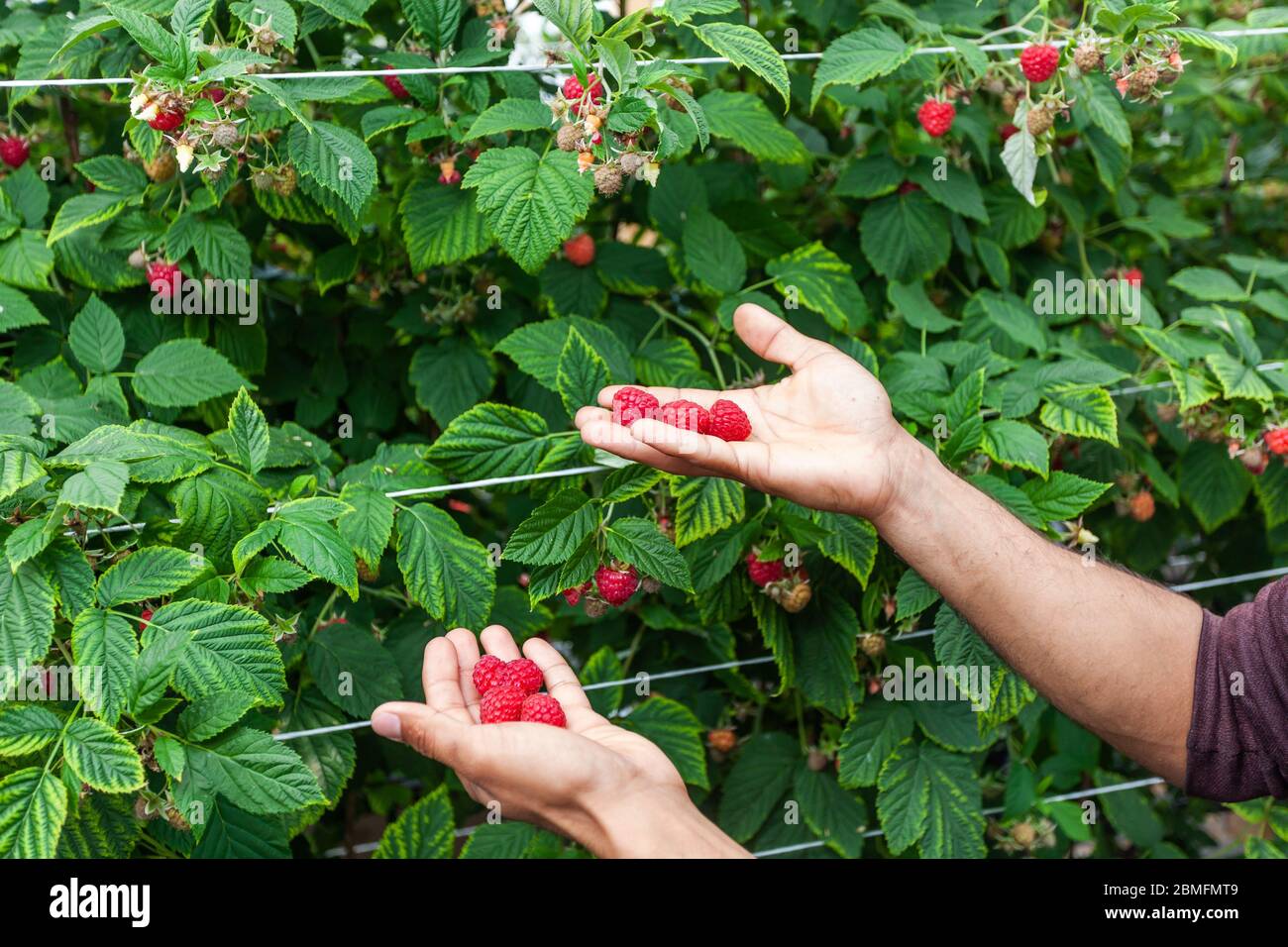 Farmer picking organic fruit hi-res stock photography and images - Alamy