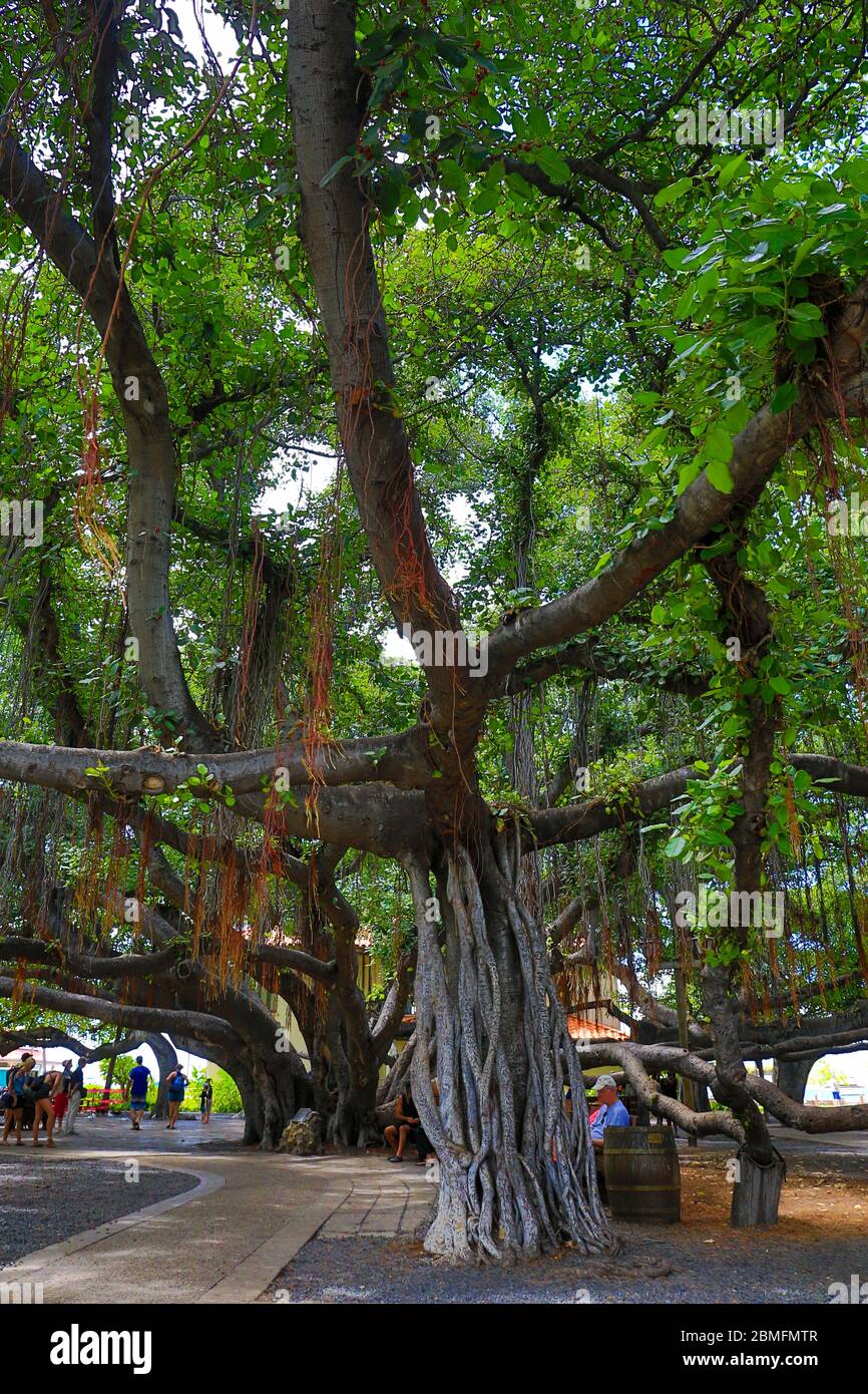 Lahaina banyan tree hi-res stock photography and images - Alamy