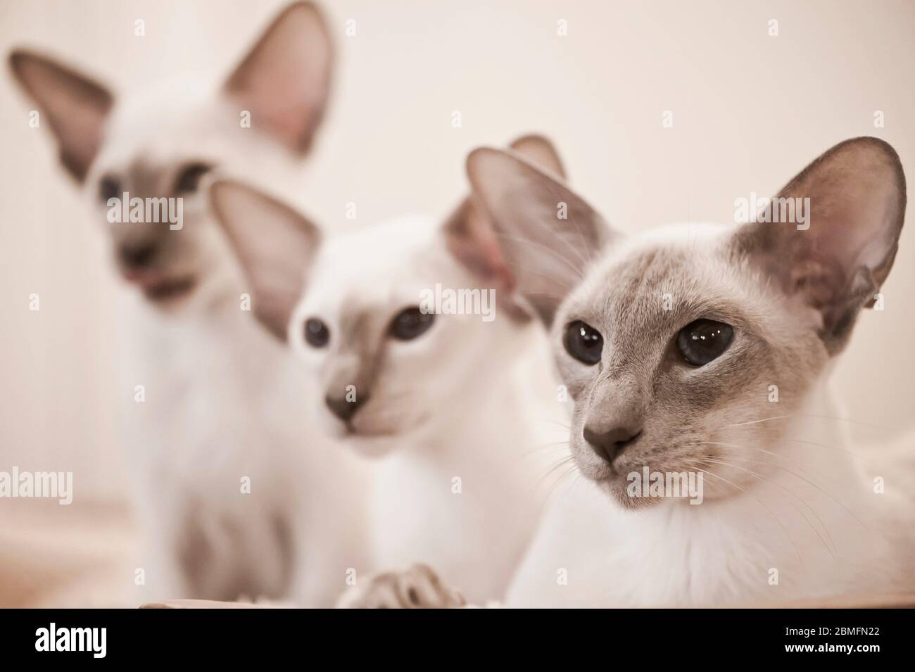 Female Siamese cat with her kittens Stock Photo - Alamy