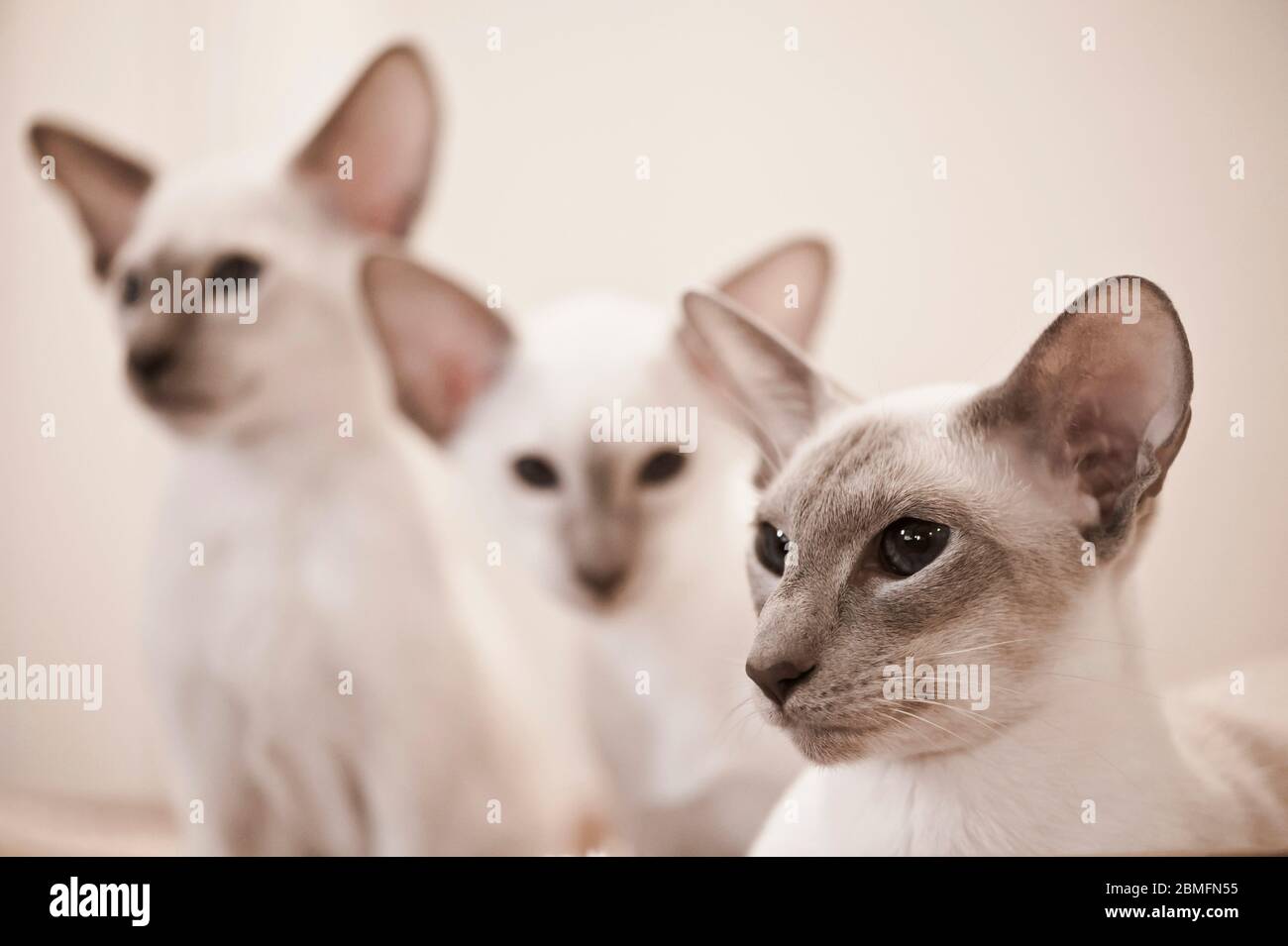 Female Siamese cat with her kittens Stock Photo - Alamy