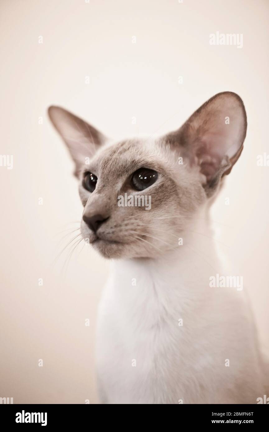 Lilac point Siamese female cat against a light background Stock Photo ...