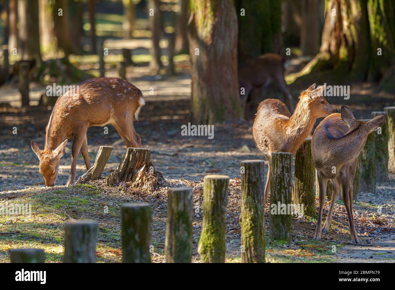 Nara deer in wild at the Nara park in Japan Stock Photo - Alamy