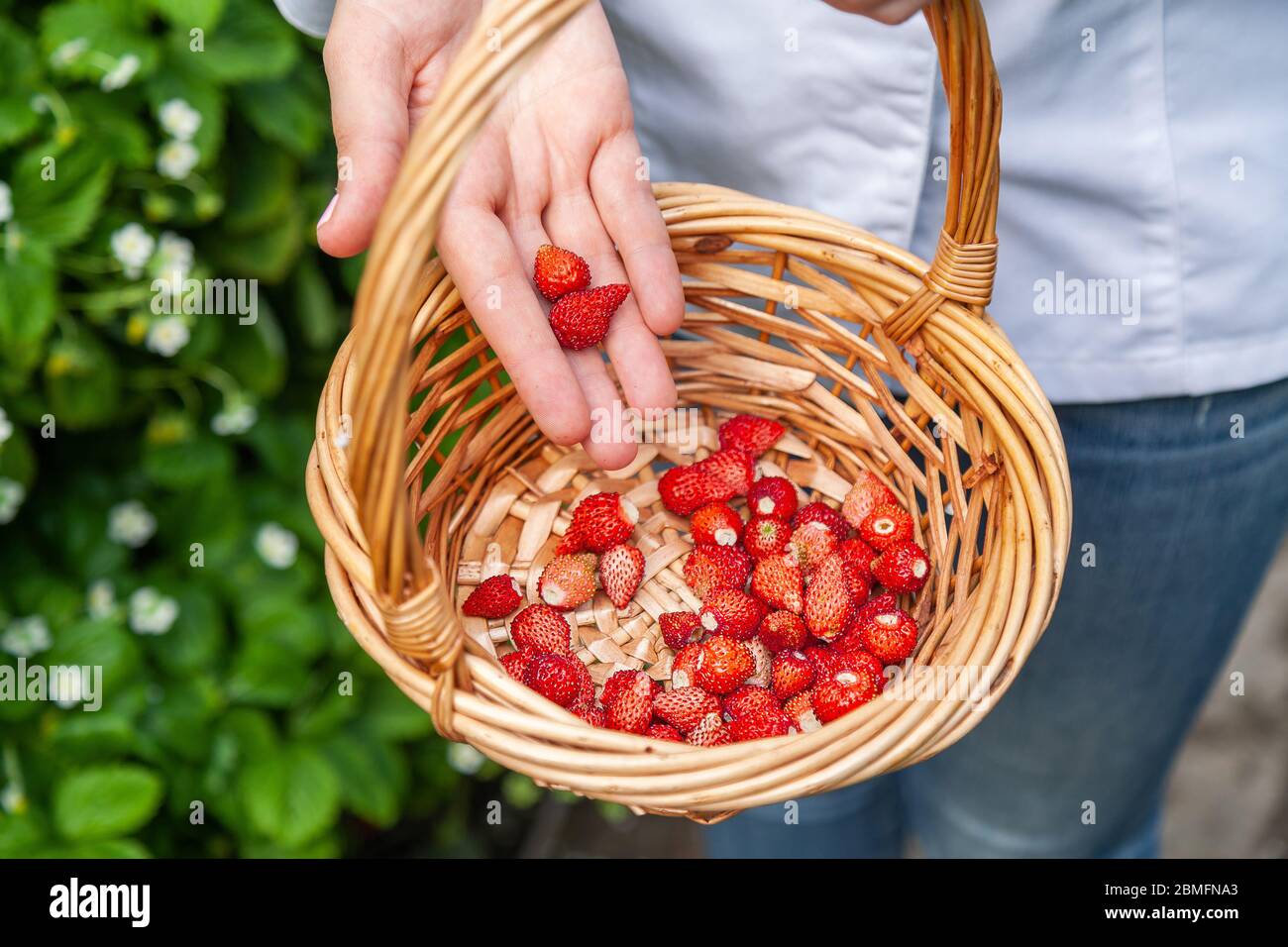 Hands farmer woman pick strawberries hi-res stock photography and ...