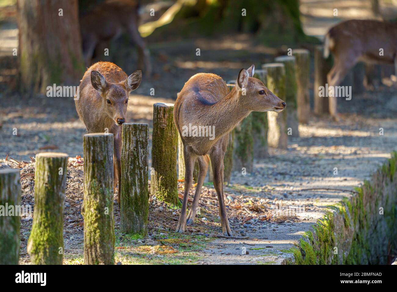 Nara deer in wild at the Nara park in Japan Stock Photo - Alamy