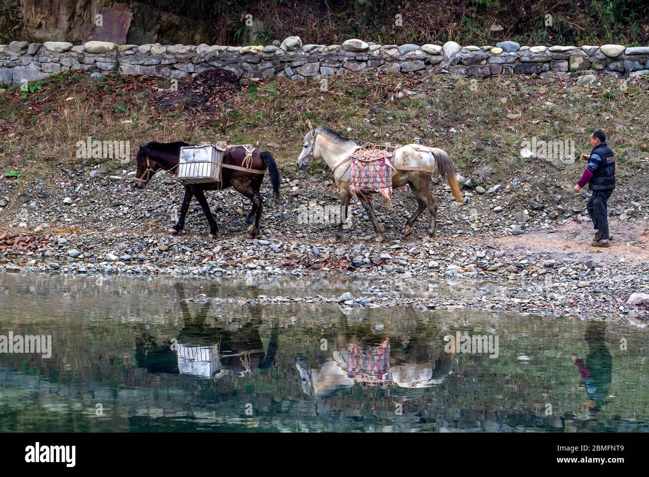 Worker engaged in transporting gravel from the river bed, using horses ...