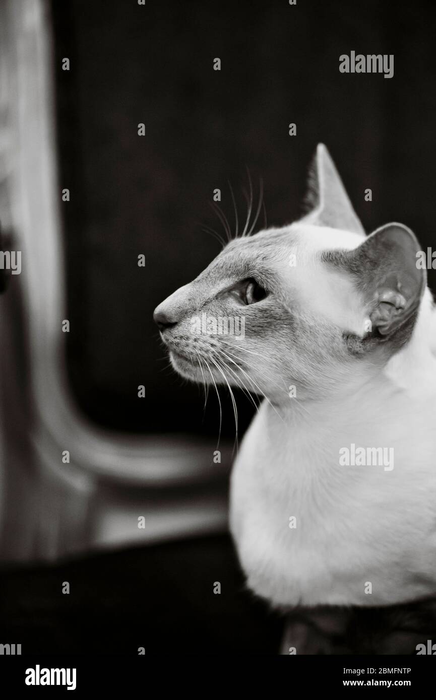 Black and white profile of a regal Siamese cat Stock Photo - Alamy