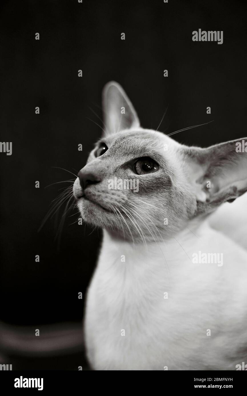 Black and white profile of a regal Siamese cat Stock Photo - Alamy