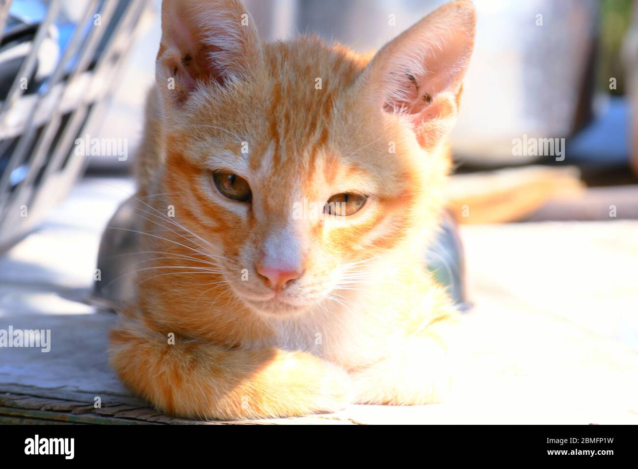 Cute animal faces hi-res stock photography and images - Alamy