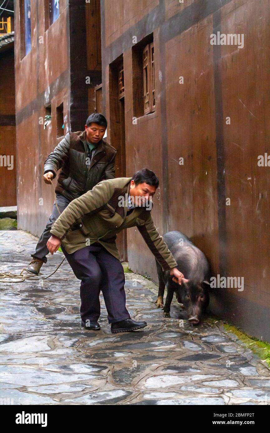 Men running after a pig that has managed to escape. The men are of the ...