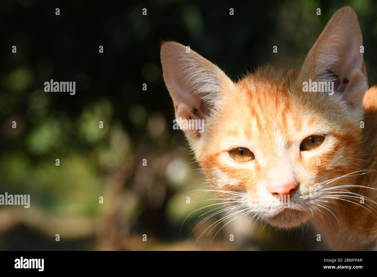 Animals of gujarat animals of kutch animals hi-res stock photography ...