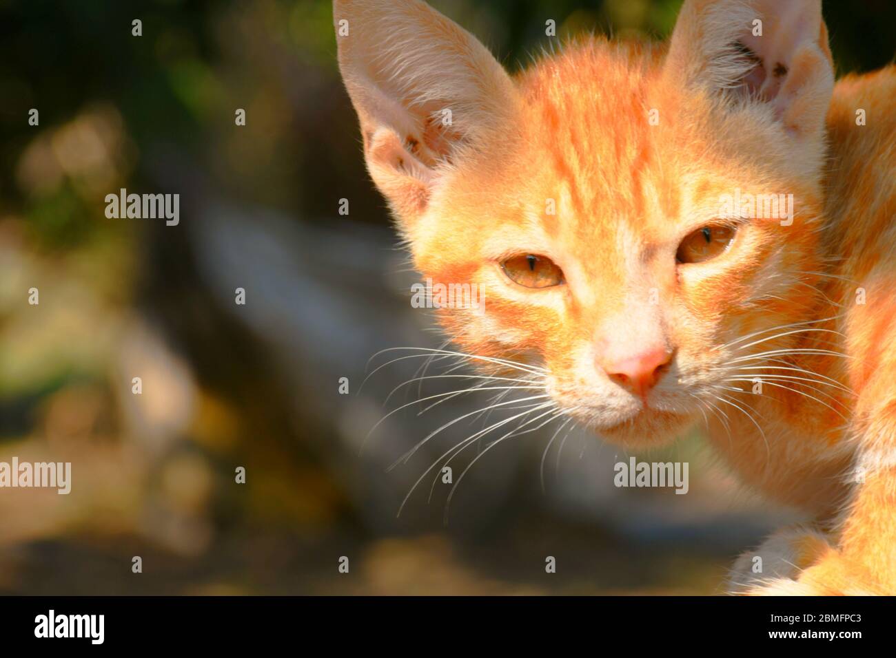 Beautiful Cat, Pat Animal at Kutch, Gujarat India Stock Photo - Alamy