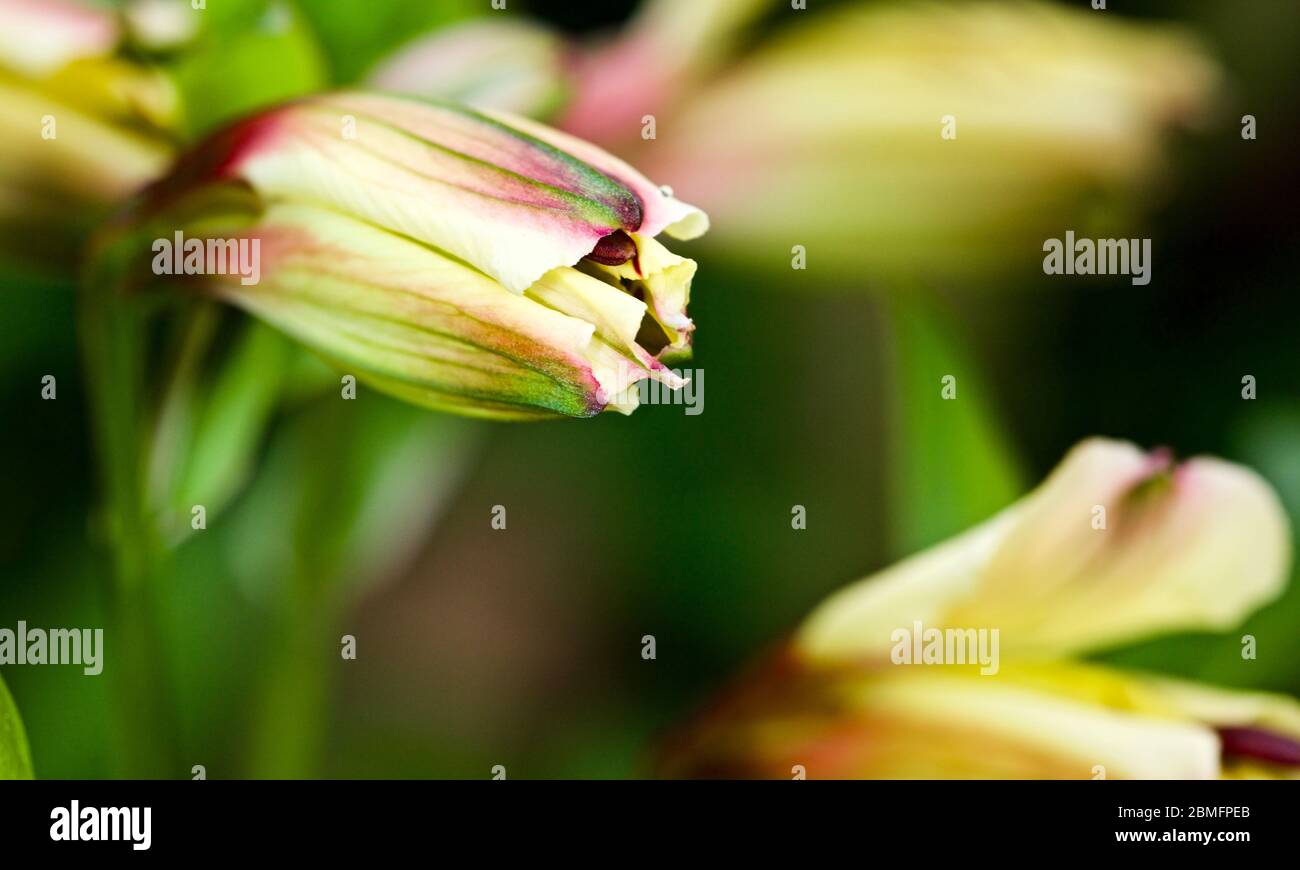 Alstroemeria 'Yellow Friendship' Peruvian lily Stock Photo - Alamy