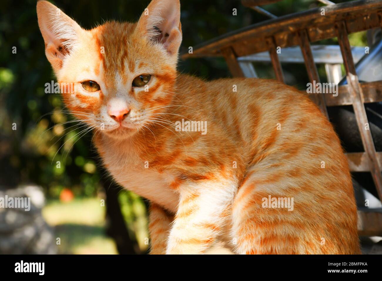 Beautiful Cat, Pat Animal at Kutch, Gujarat India Stock Photo - Alamy