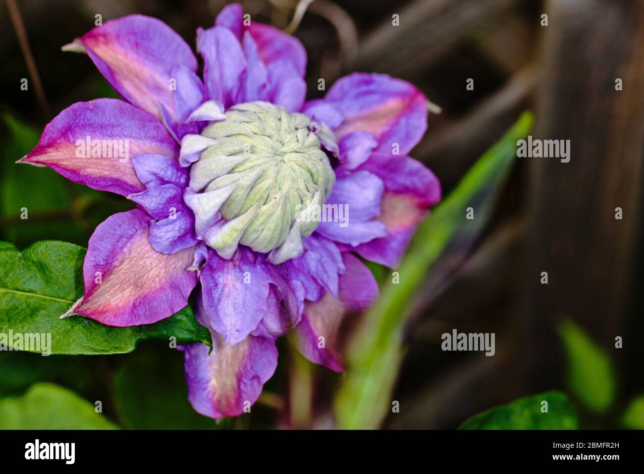Clematis multi blue hi-res stock photography and images - Alamy