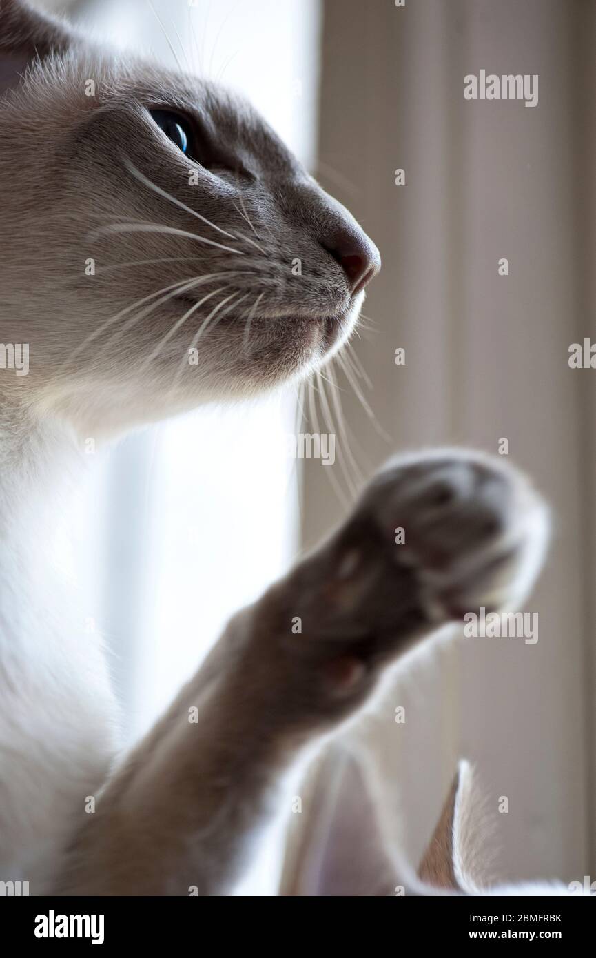 Siamese cat with his paw against the window Stock Photo - Alamy