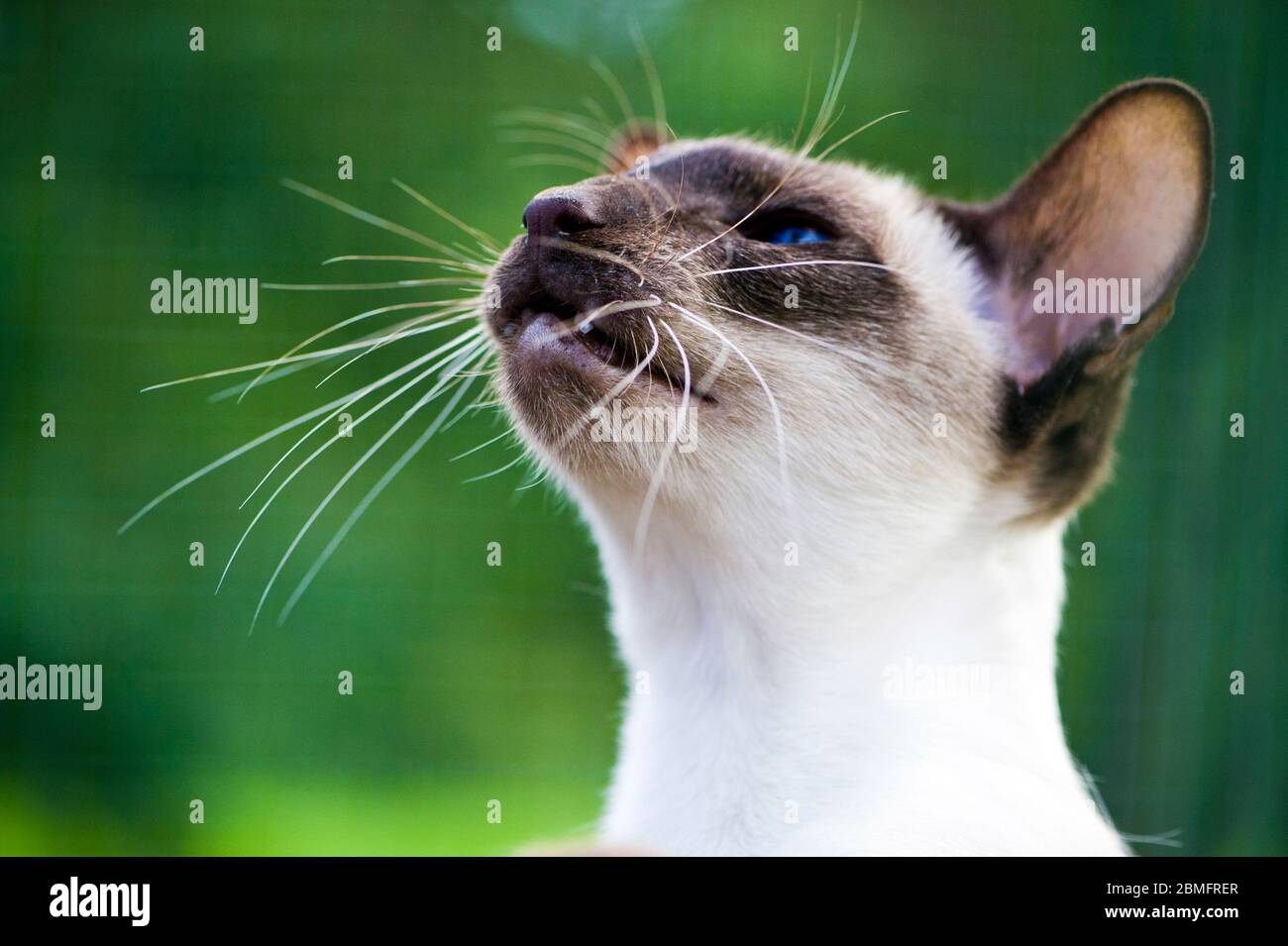 Siamese cat leaning upward with green background Stock Photo - Alamy