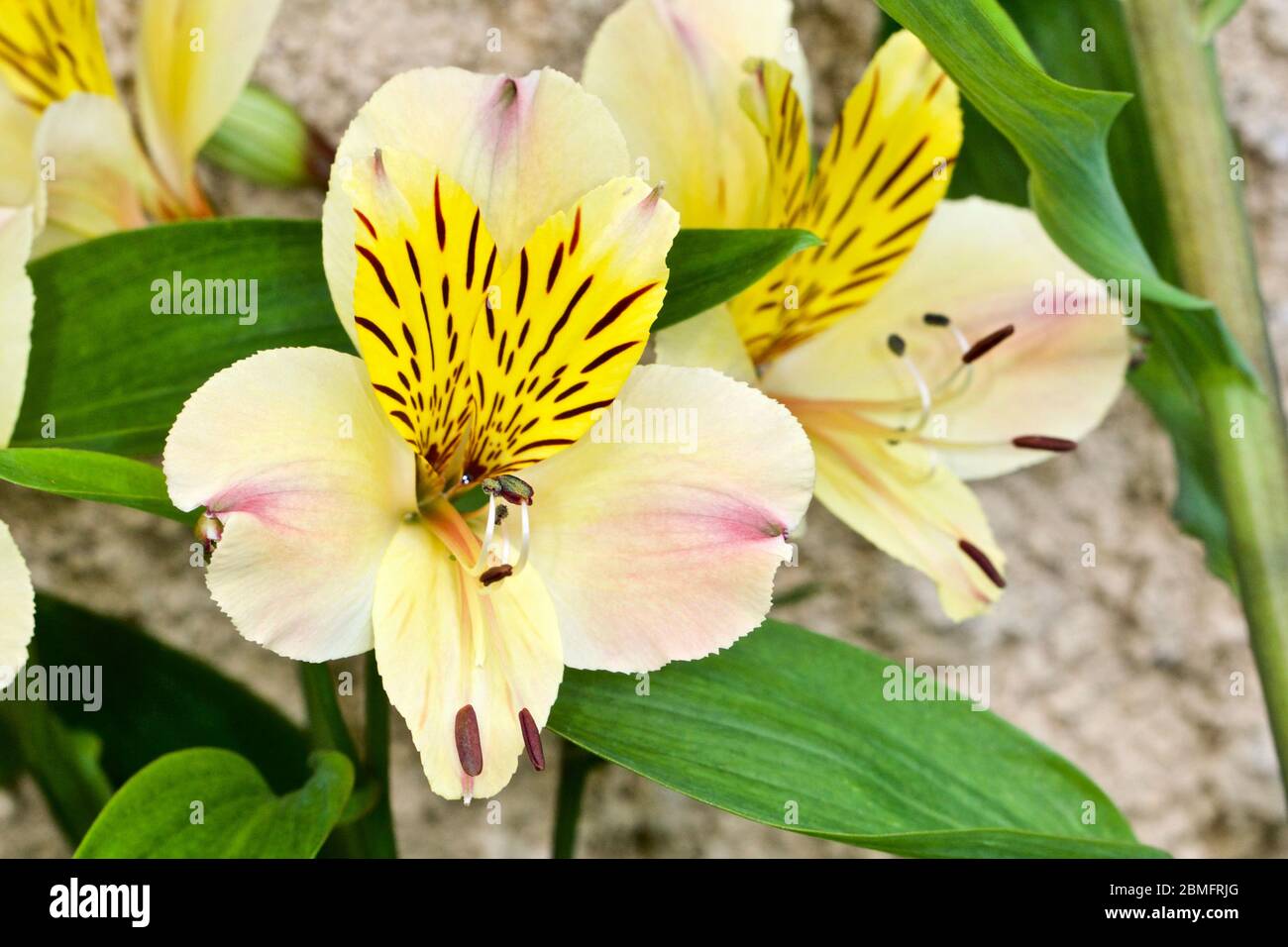 Alstroemeria 'Yellow Friendship' Peruvian lily Stock Photo - Alamy