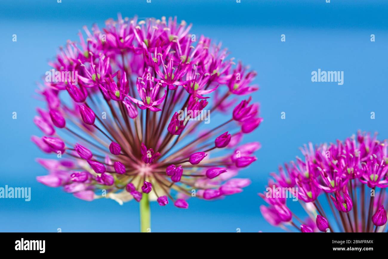 Persian blue allium hi-res stock photography and images - Alamy