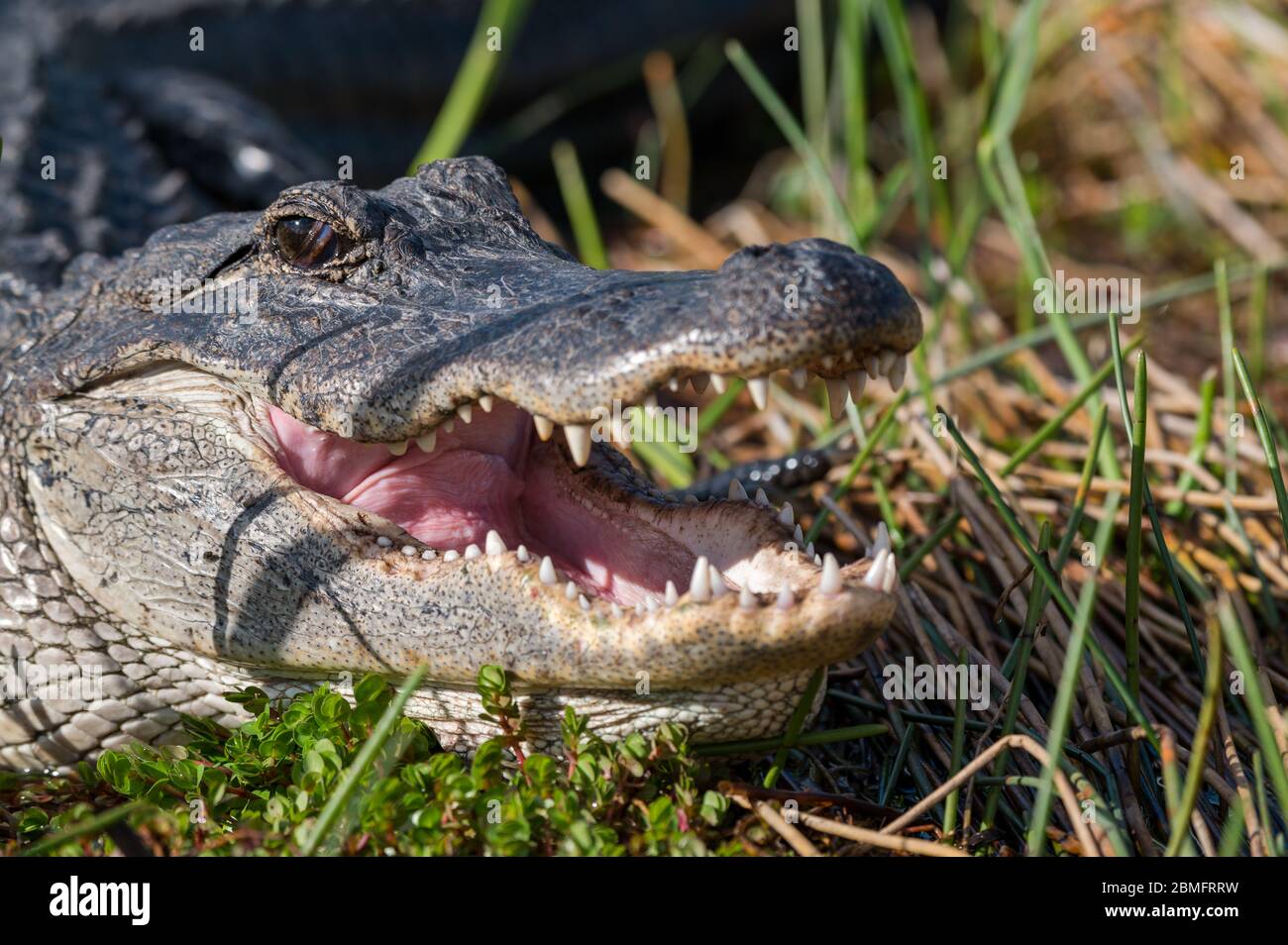 American alligator (Alligator mississippiensis) on ground in Everglades ...