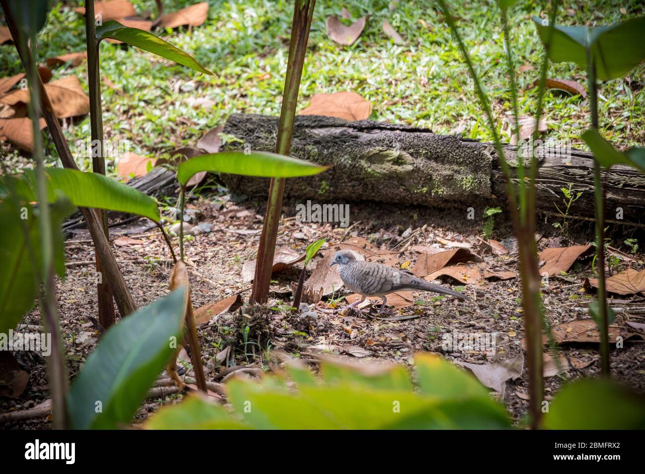 Zebra dove bird in the tropical nature of Malaysia Stock Photo - Alamy